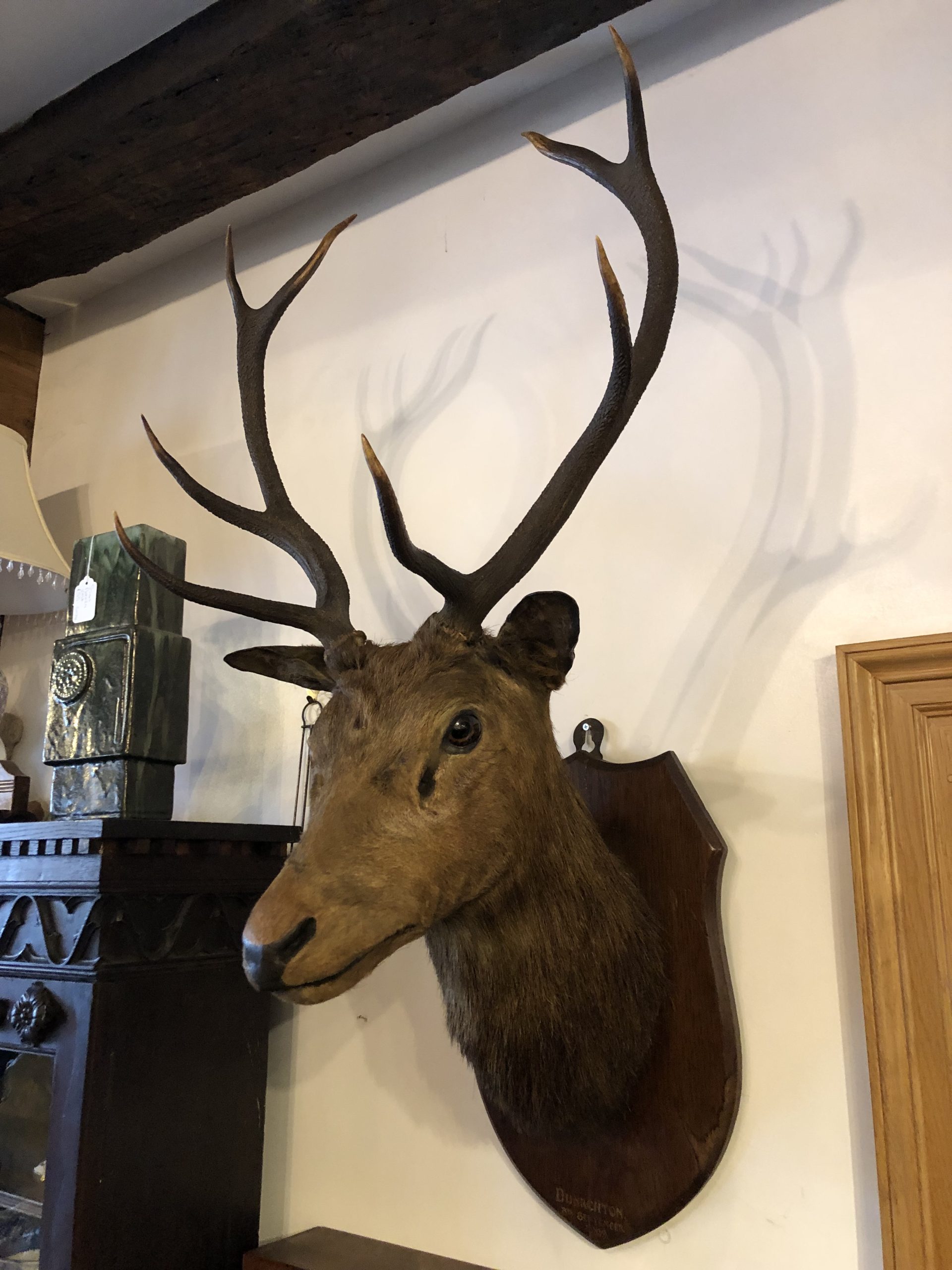 Edwardian Mounted Scottish Red Stag (SOLD) » wolverhamptonantiques.com