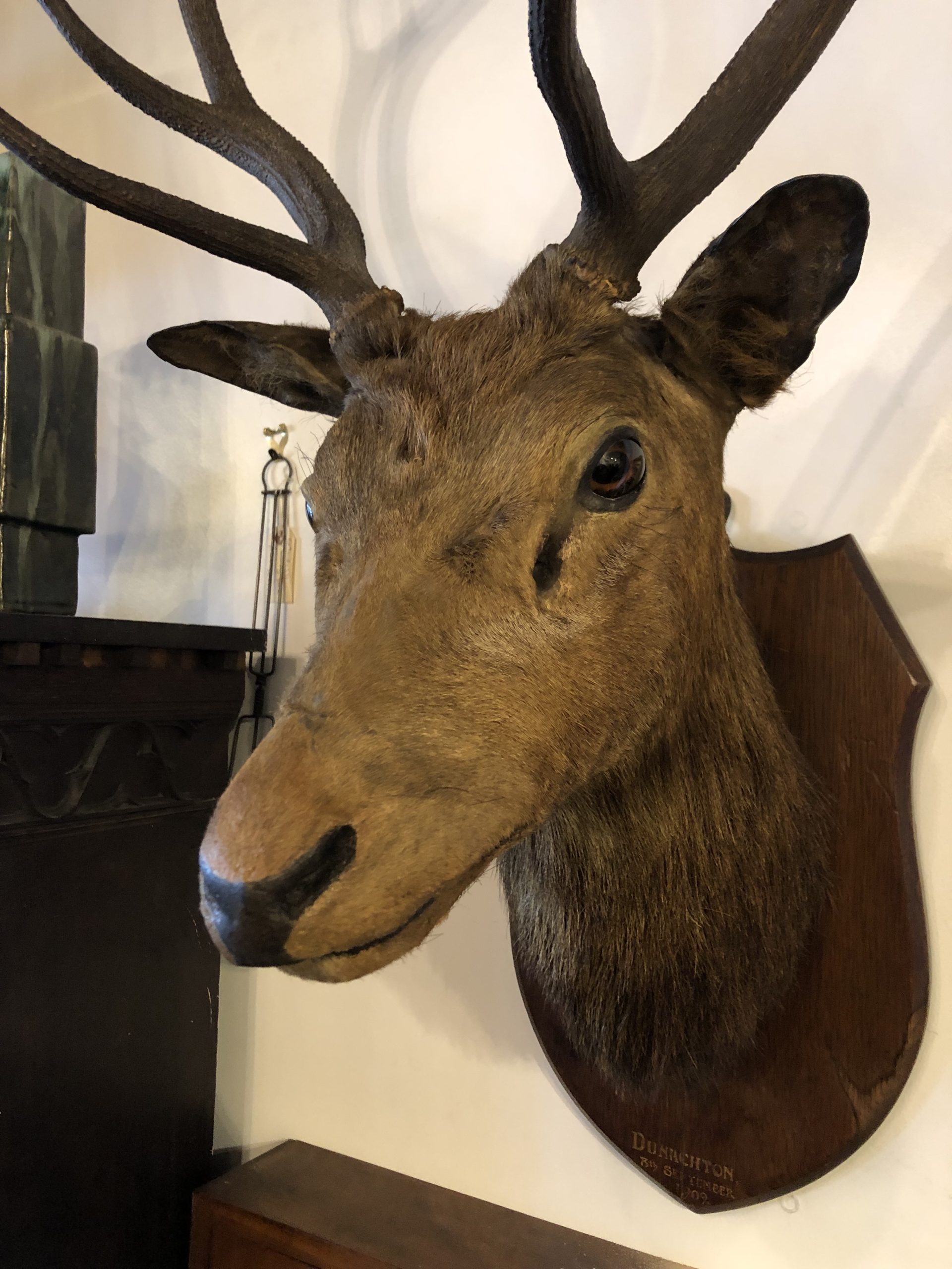 Edwardian Mounted Scottish Red Stag (SOLD) » wolverhamptonantiques.com