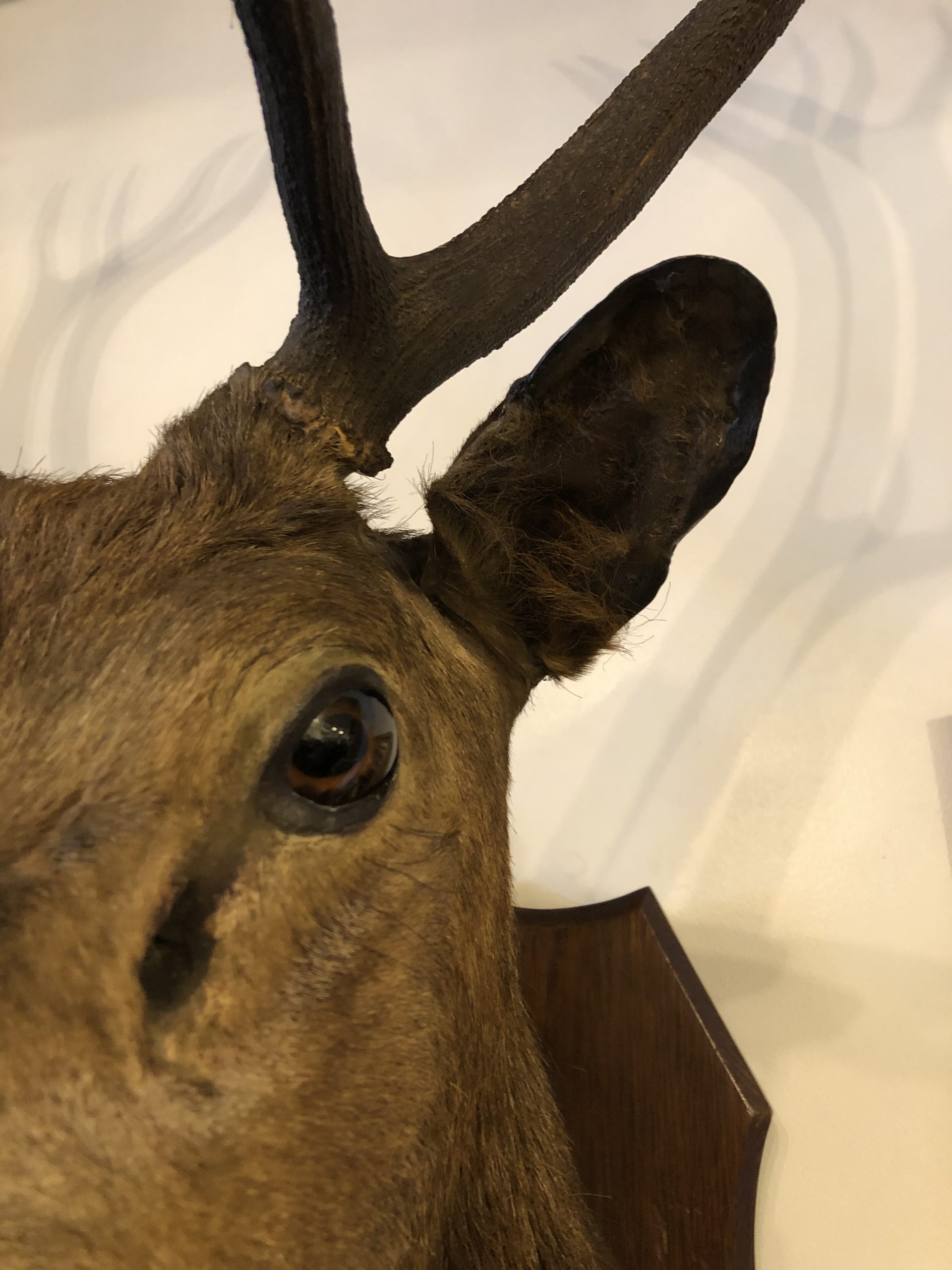 Edwardian Mounted Scottish Red Stag (SOLD) » wolverhamptonantiques.com